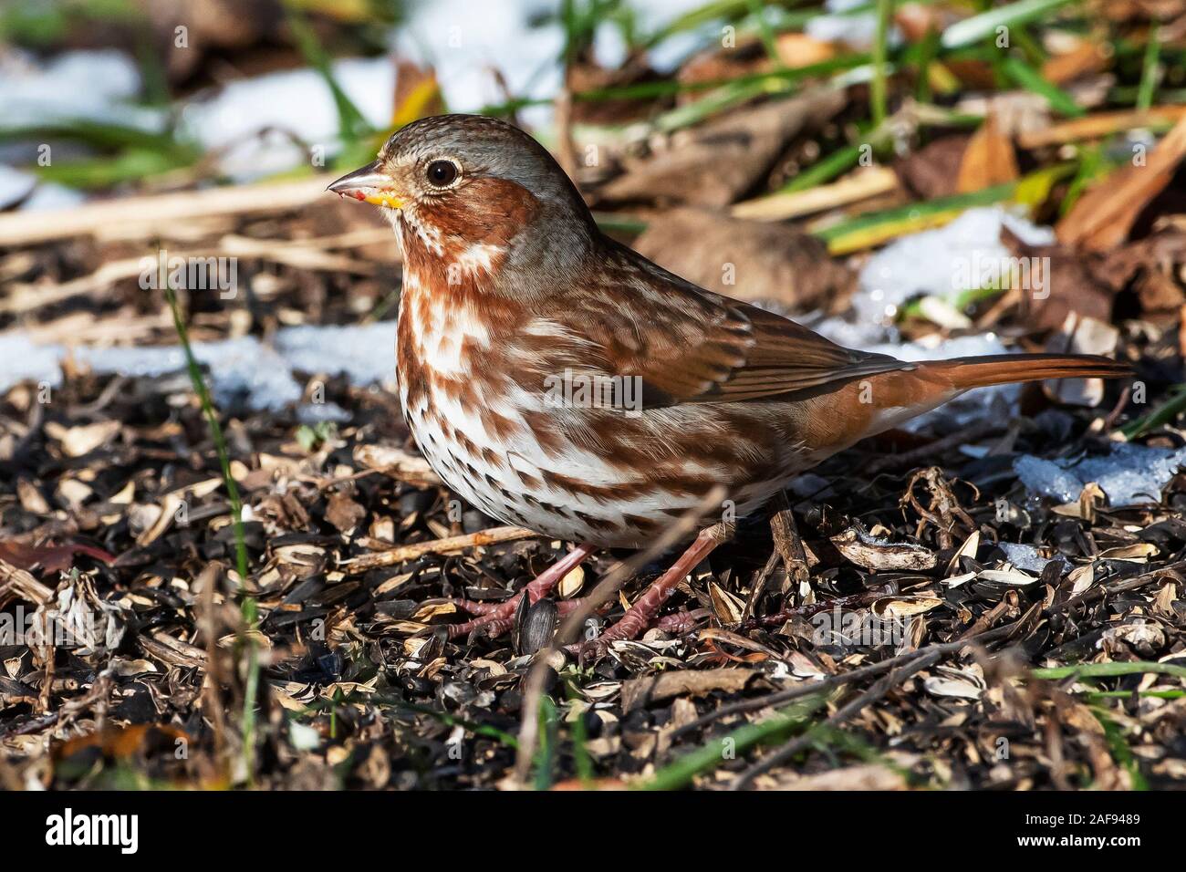 Fox sparrow hi-res stock photography and images - Alamy