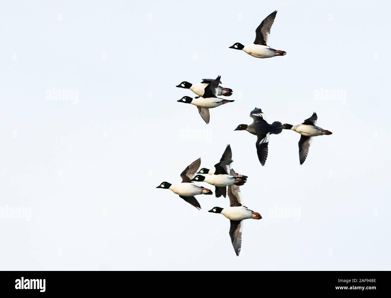Goldeneye flock in flight Stock Photo - Alamy