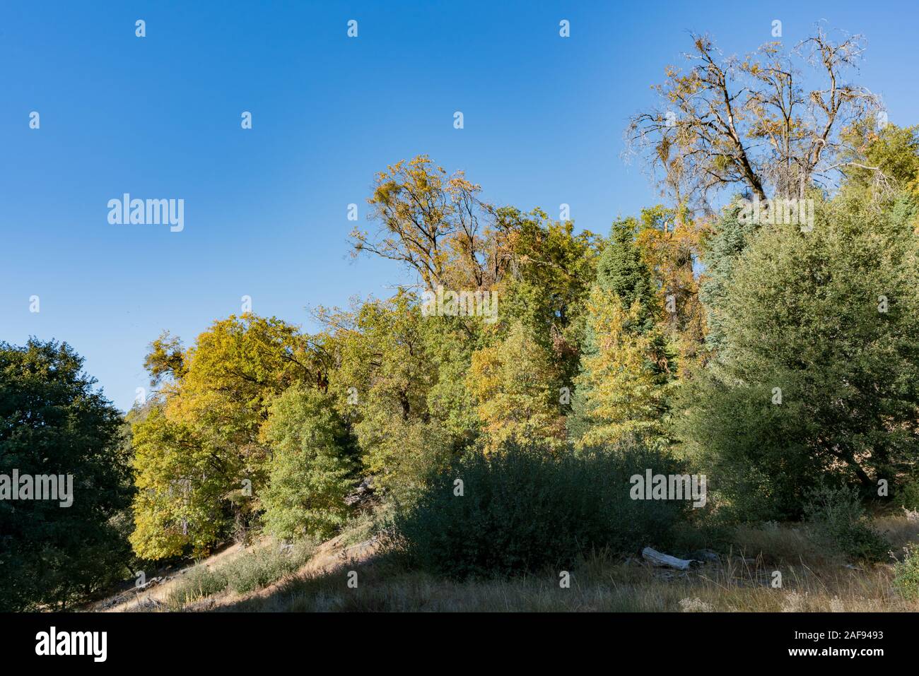 Beautiful landscape of Palomar Mountain at California Stock Photo - Alamy