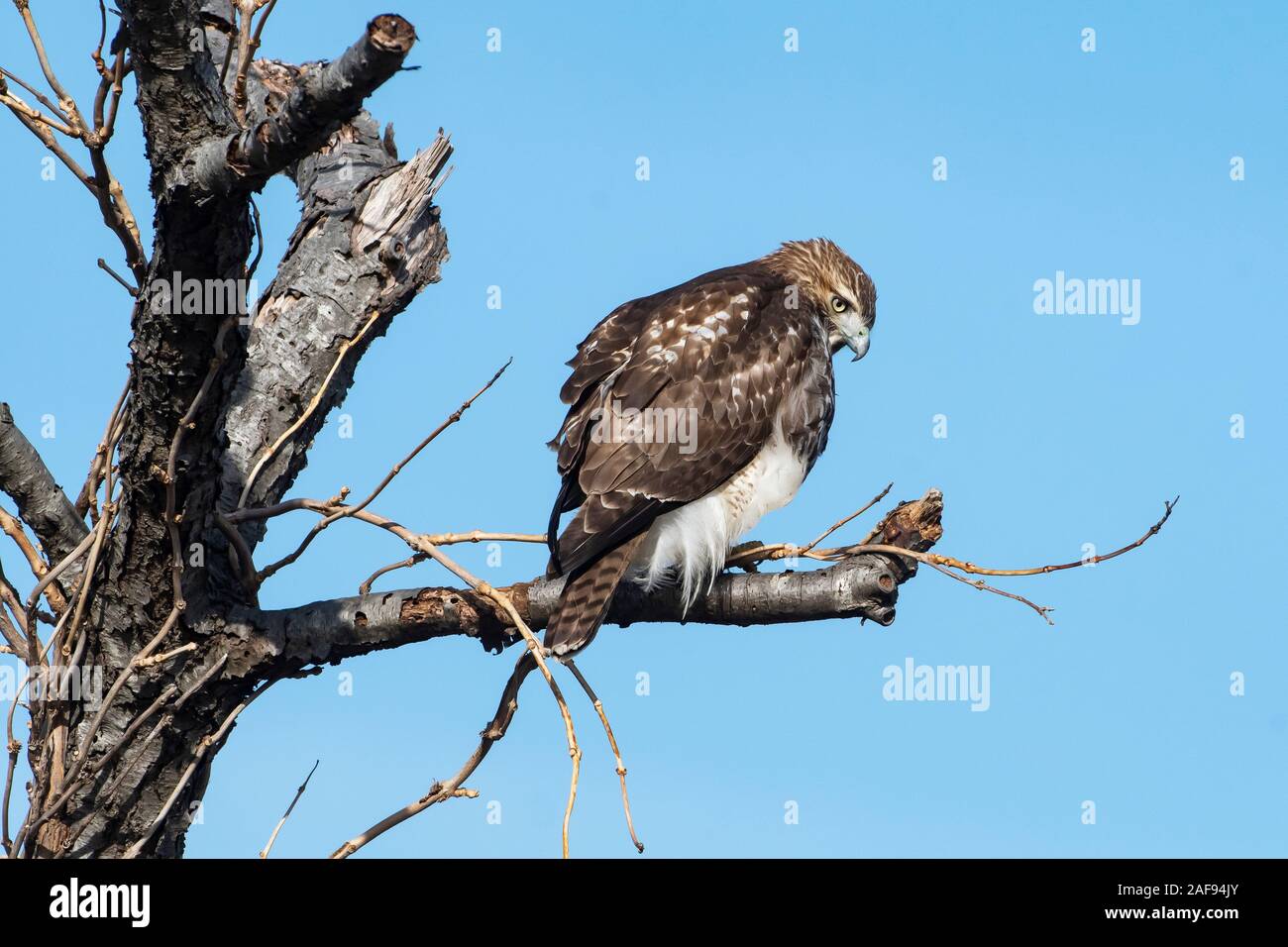 Hawk perch hi-res stock photography and images - Alamy