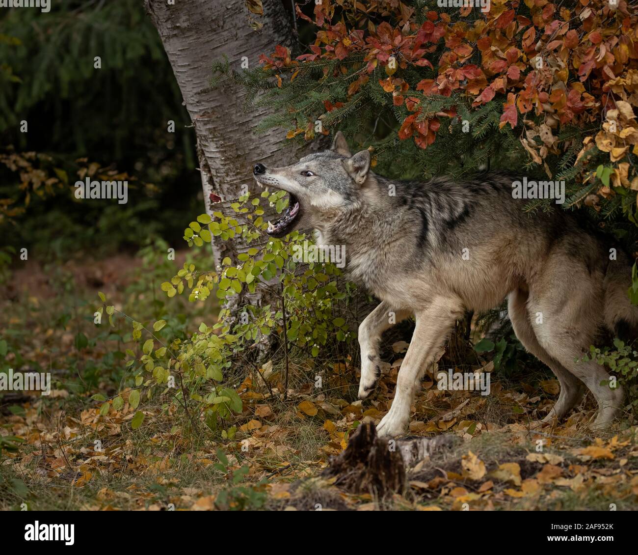 Tundra wolf in fall colors Stock Photo - Alamy