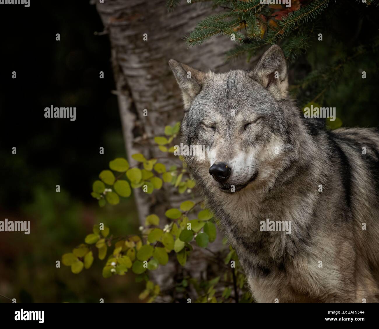 Tundra wolf in fall colors Stock Photo - Alamy