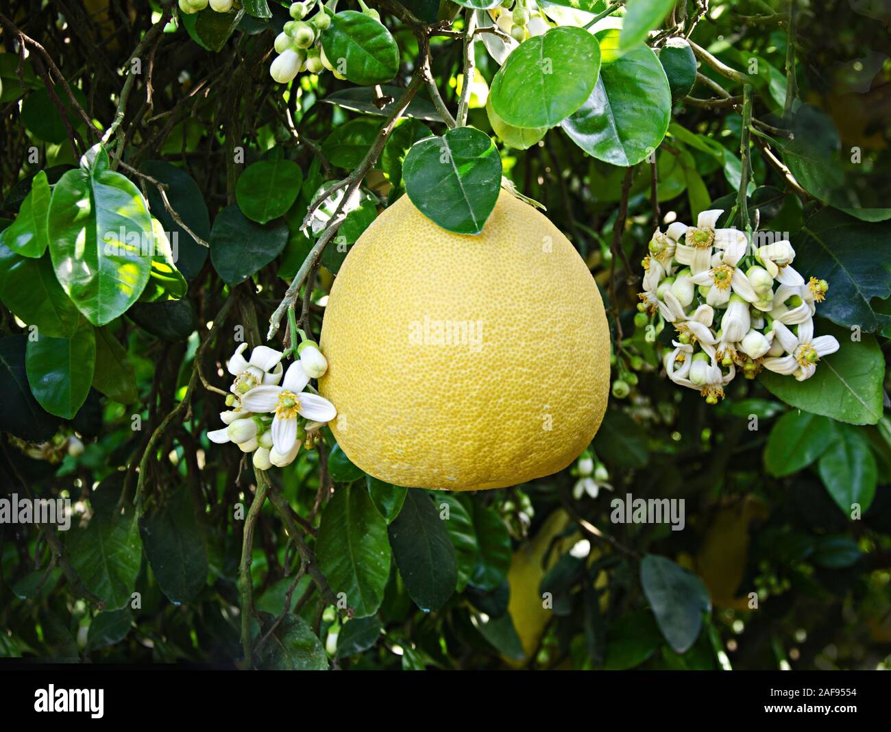 The pomelo flower hi-res stock photography and images - Alamy