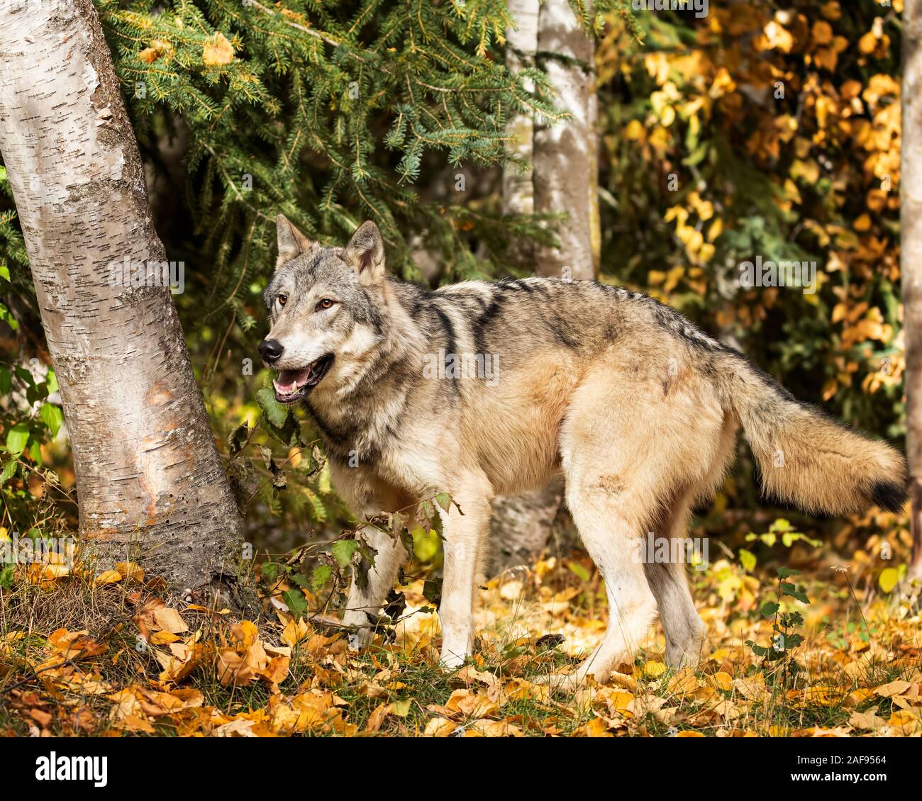 Tundra wolf in fall colors Stock Photo - Alamy
