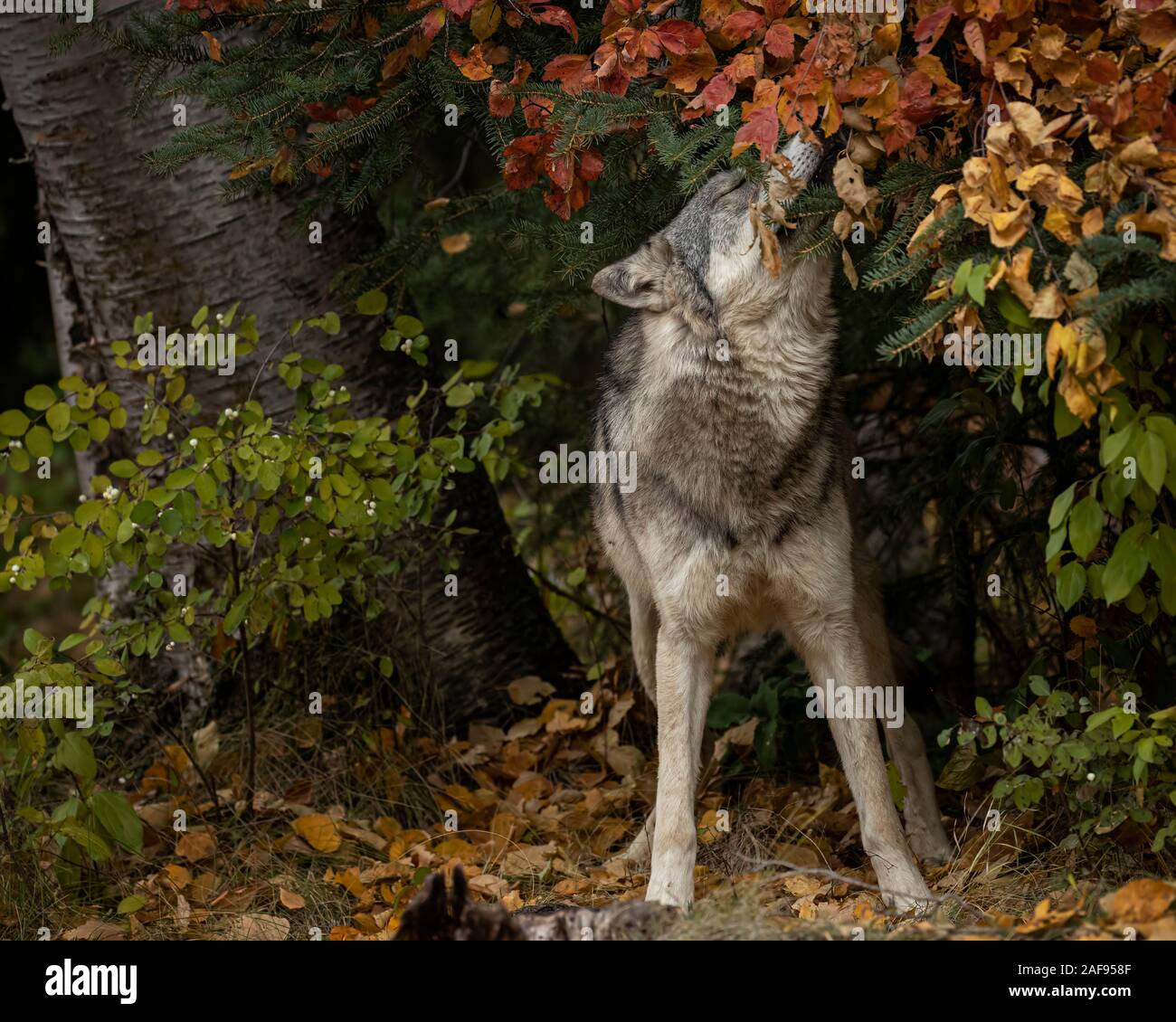 Tundra wolf in fall colors Stock Photo - Alamy
