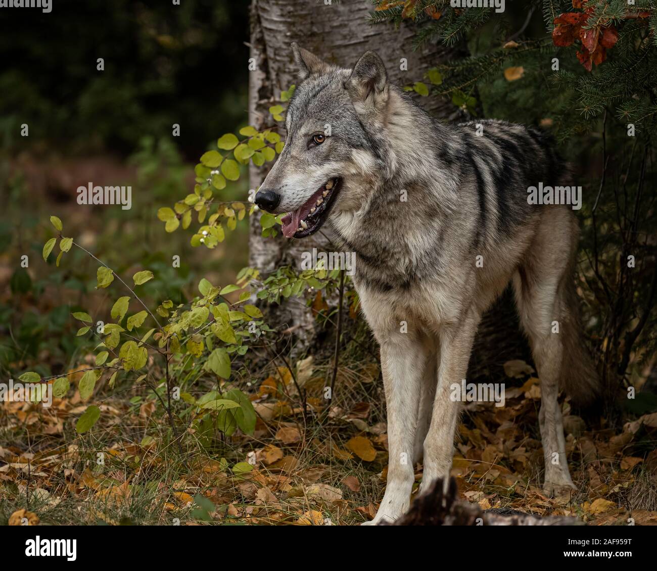 Tundra wolf in fall colors Stock Photo - Alamy