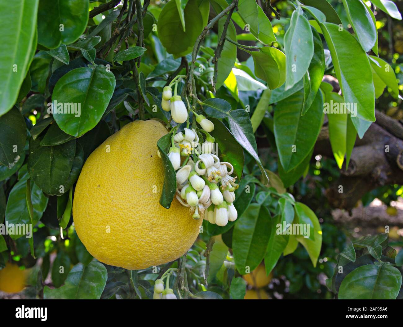 Jambola fruit hi-res stock photography and images - Alamy