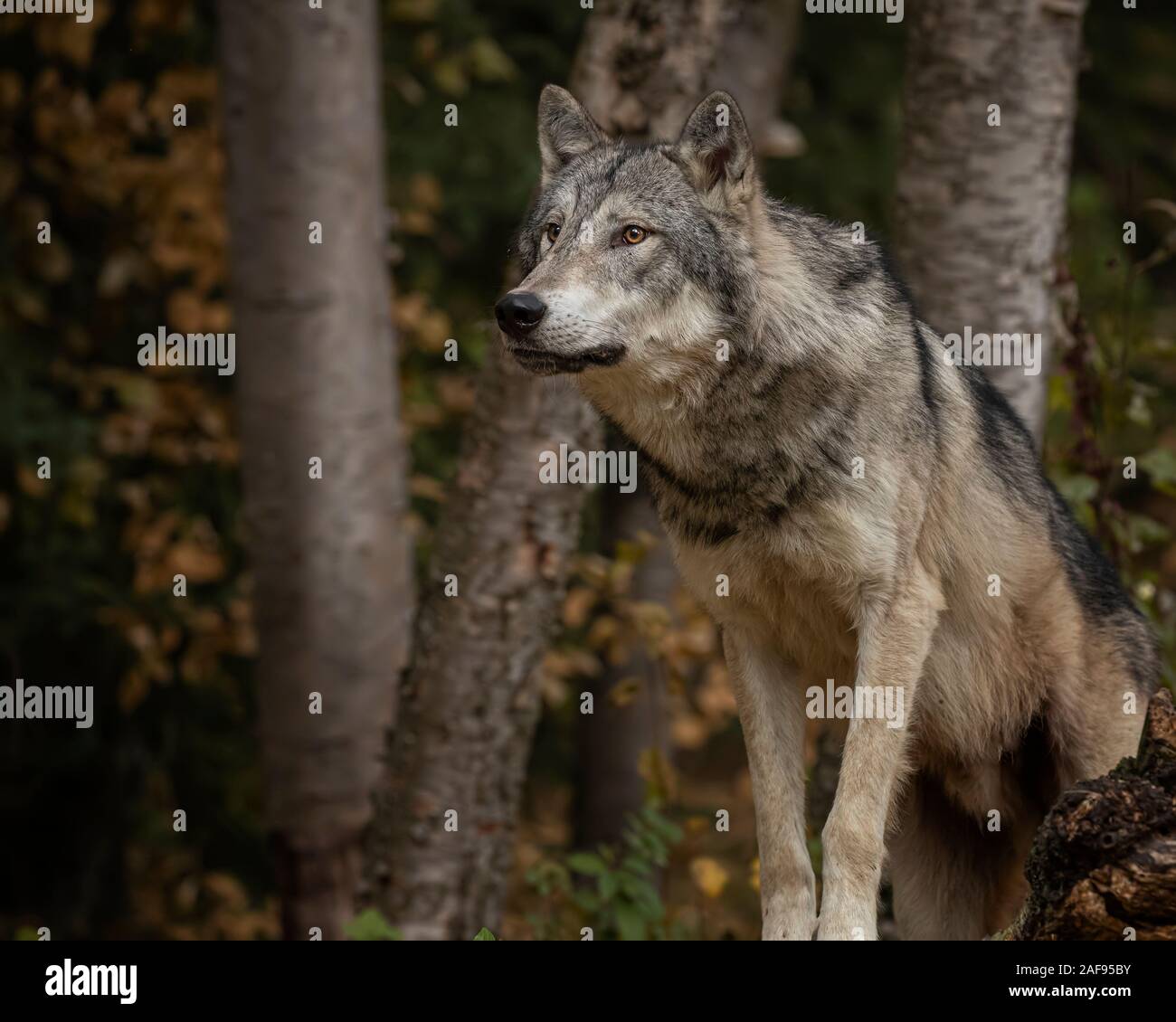 Wolf Pack With Alpha Male High Resolution Stock Photography and Images ...