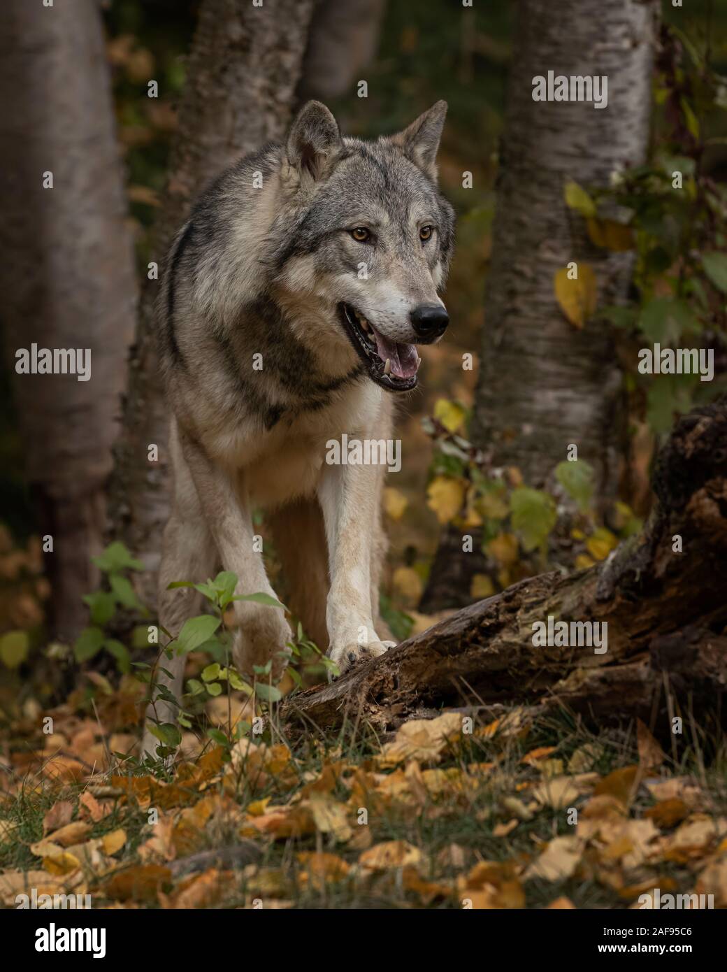 tundra wolf in fall colors Stock Photo - Alamy