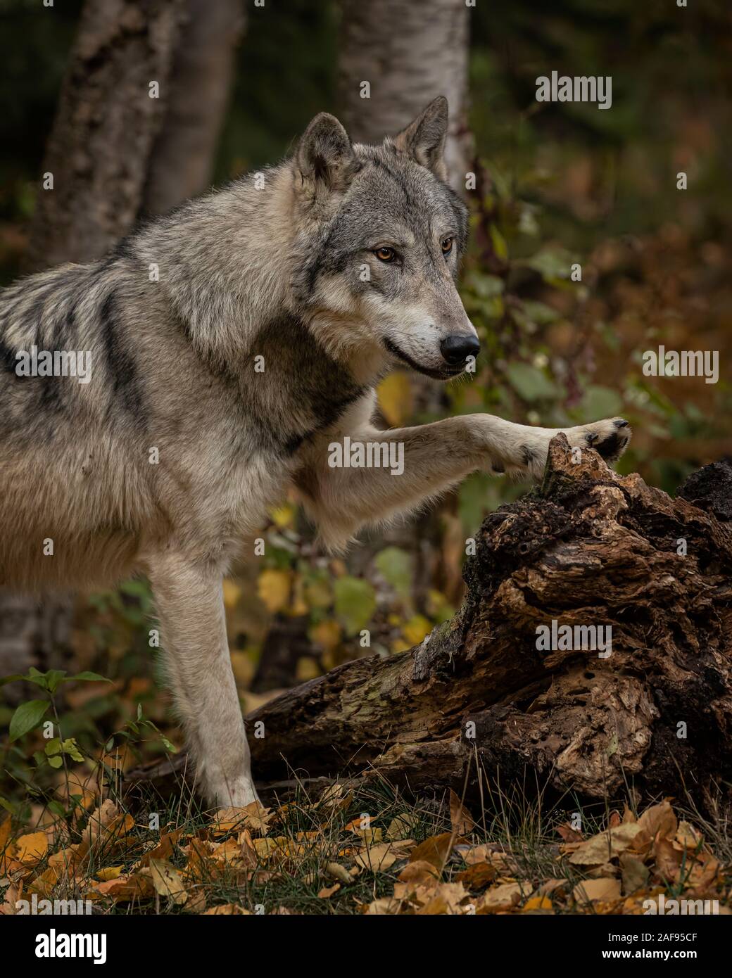tundra wolf in fall colors Stock Photo - Alamy