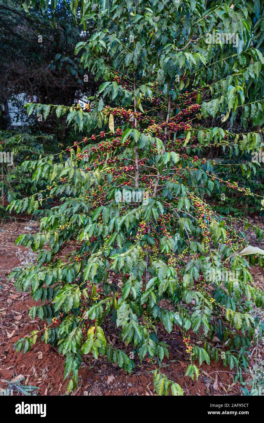 Karatu farm hi-res stock photography and images - Alamy
