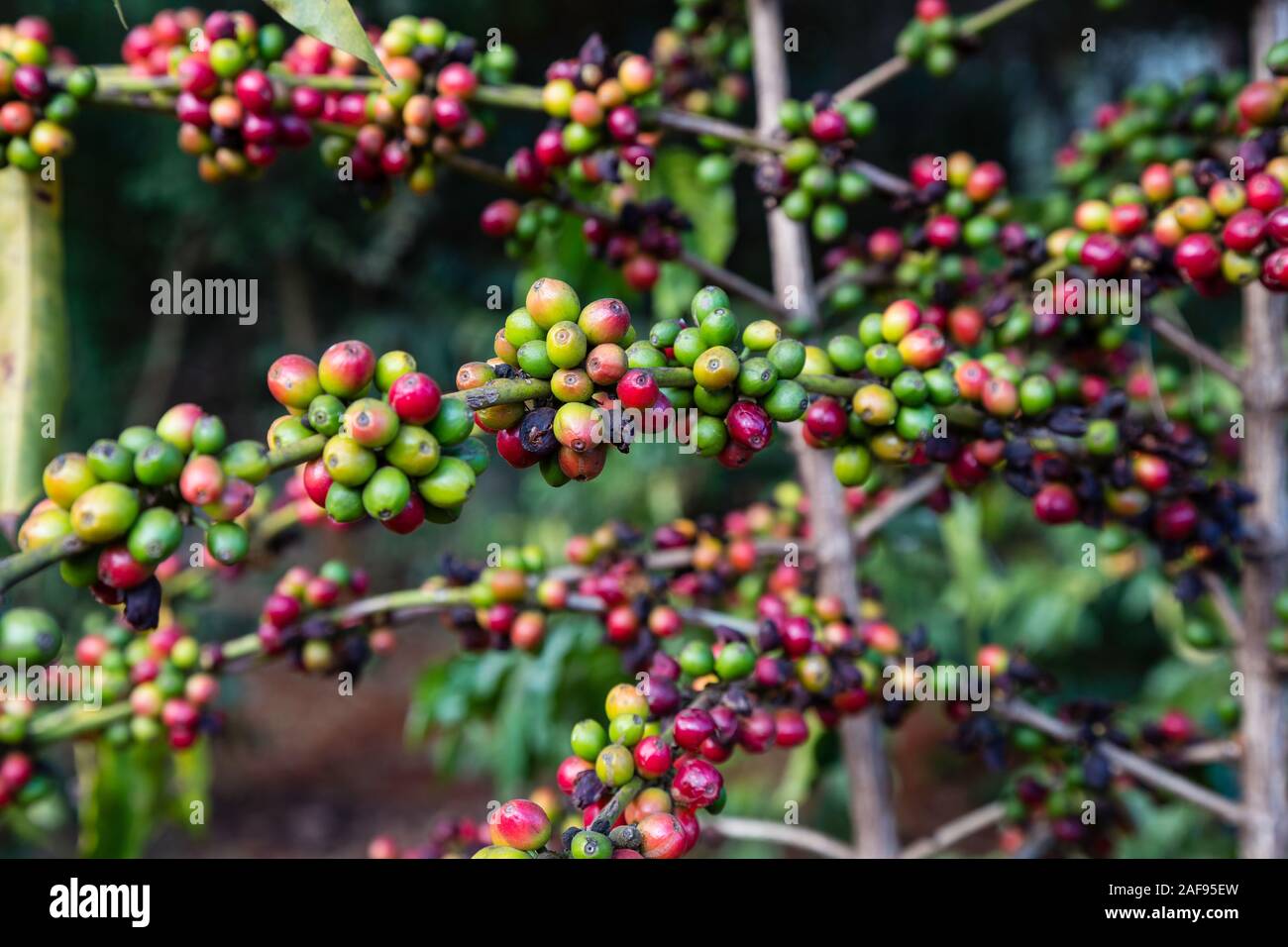 Tanzania, Karatu. Coffee Berries (Cherries) Growing on Coffee Tree ...