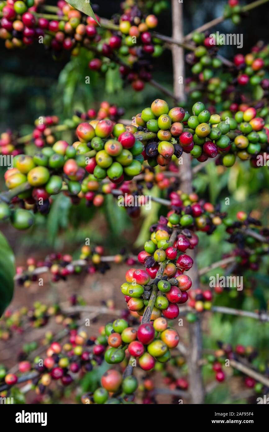 Tanzania, Karatu. Coffee Berries (Cherries) Growing on Coffee Tree ...