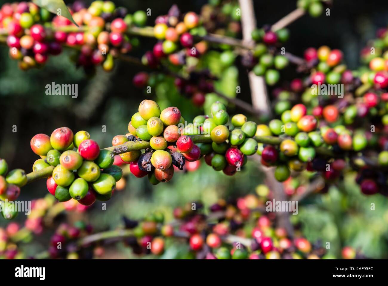 Acacia arabica hi-res stock photography and images - Alamy