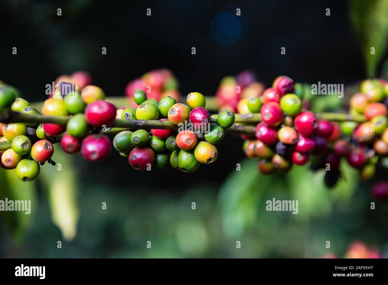 Tanzania, Karatu. Coffee Berries (Cherries) Growing on Coffee Tree ...