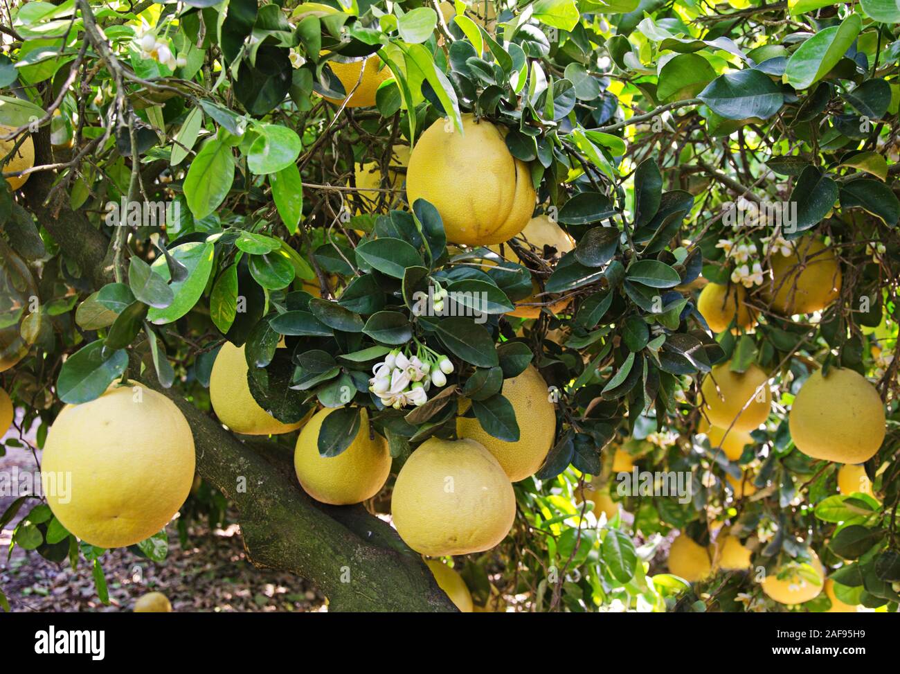 Jambola fruit hi-res stock photography and images - Alamy
