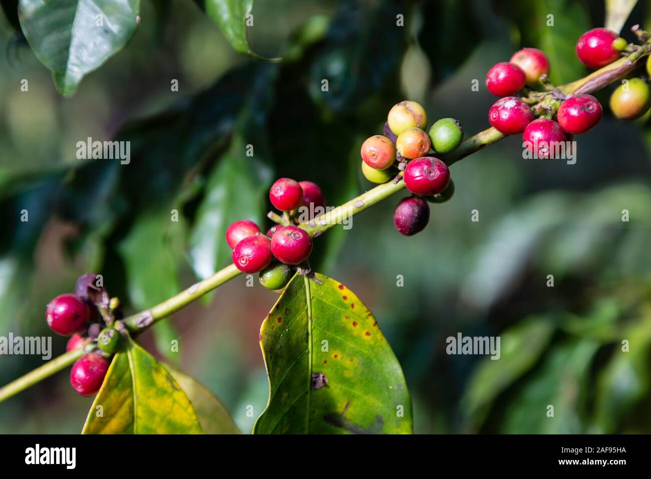 Tanzania, Karatu. Coffee Berries (Cherries) Growing on Coffee Tree ...