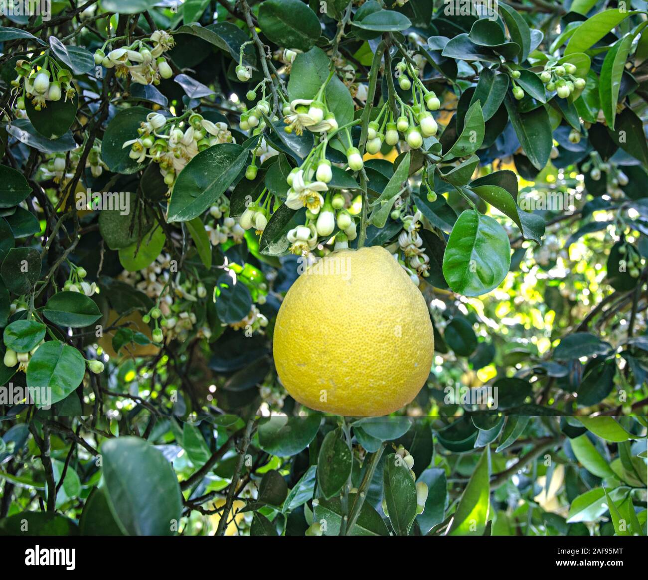 The pomelo flower hi-res stock photography and images - Alamy