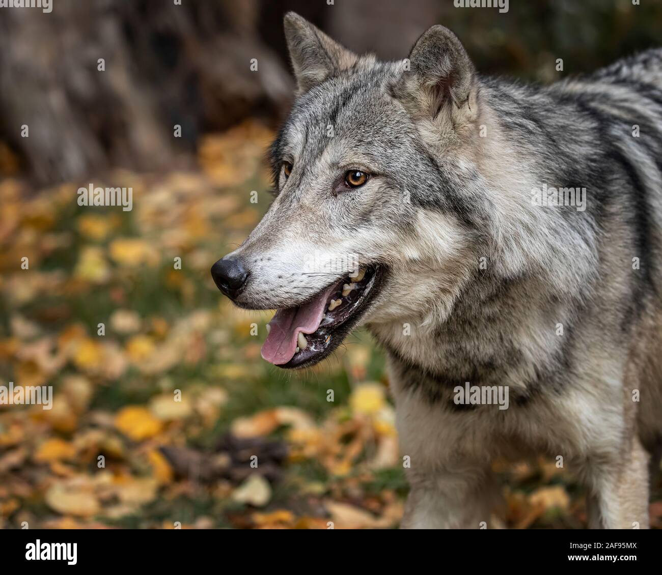 Wolf Pack With Alpha Male High Resolution Stock Photography and Images ...