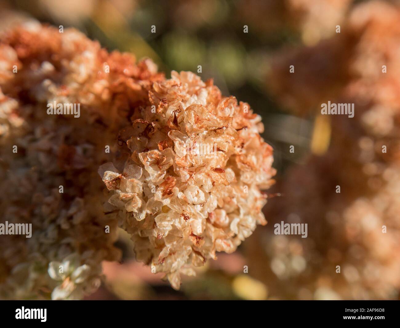 Close up shot of beautiful autumn leaves of Palomar Mountain at ...