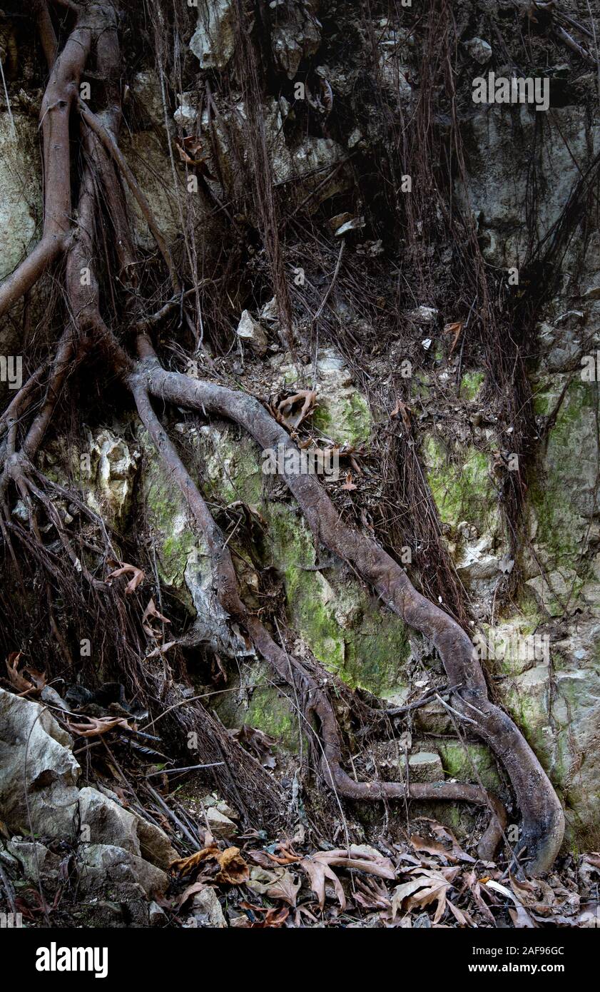 Giant tree roots on a rocky surface, symbol of life Stock Photo - Alamy