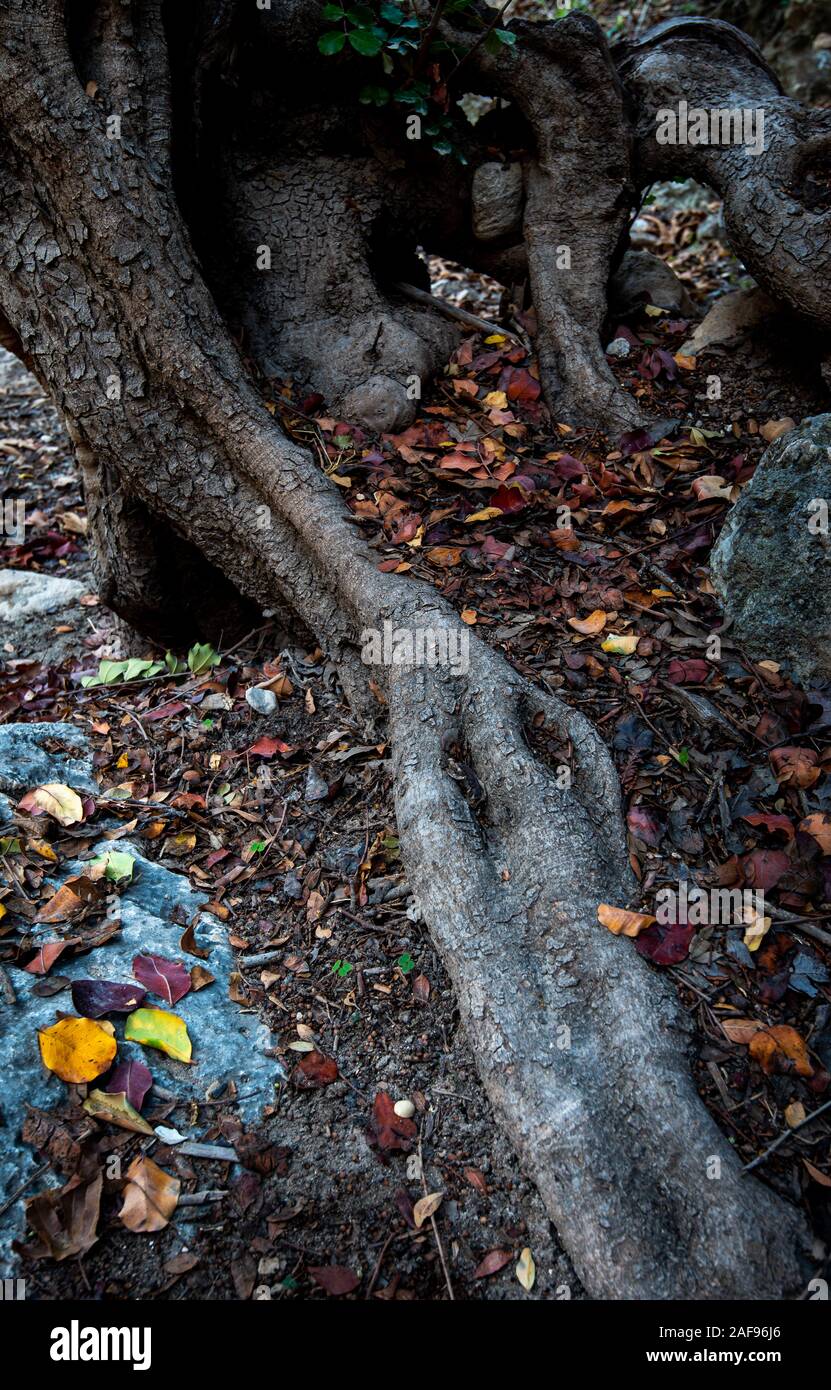 Giant tree roots on a rocky surface, symbol of life Stock Photo - Alamy