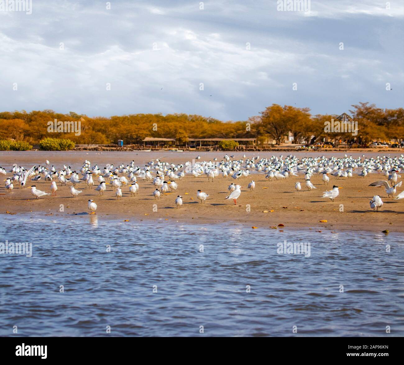 The group of birds, sandwich terns in seabird park and reserve of ...
