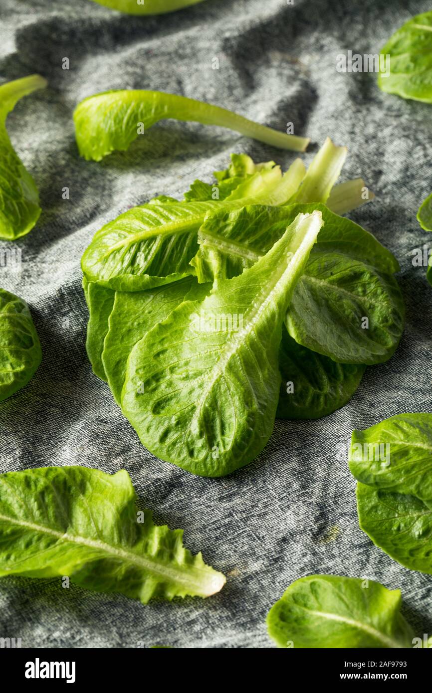 Romaine leaves hi-res stock photography and images - Alamy