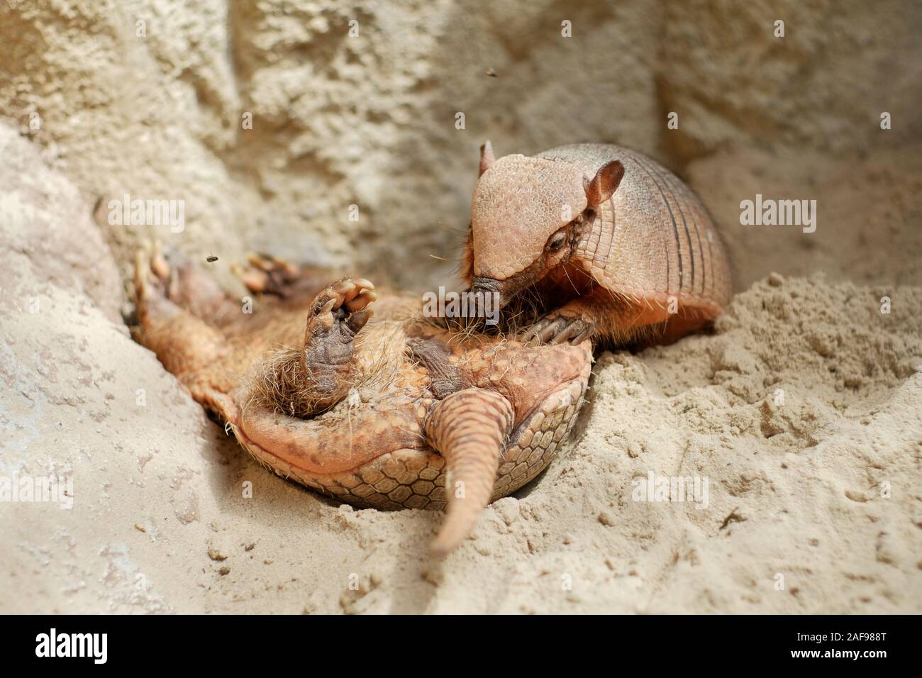 Funny two Cingulata or Armadillo outdoors close up, photo taken in zoo ...