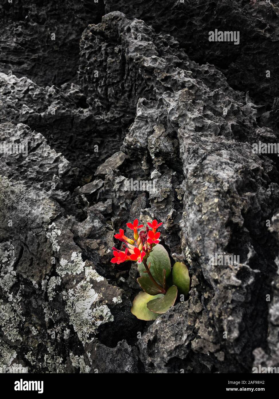 Single Red Flower Grows on a rugged volcanic rock kalanchoe ...