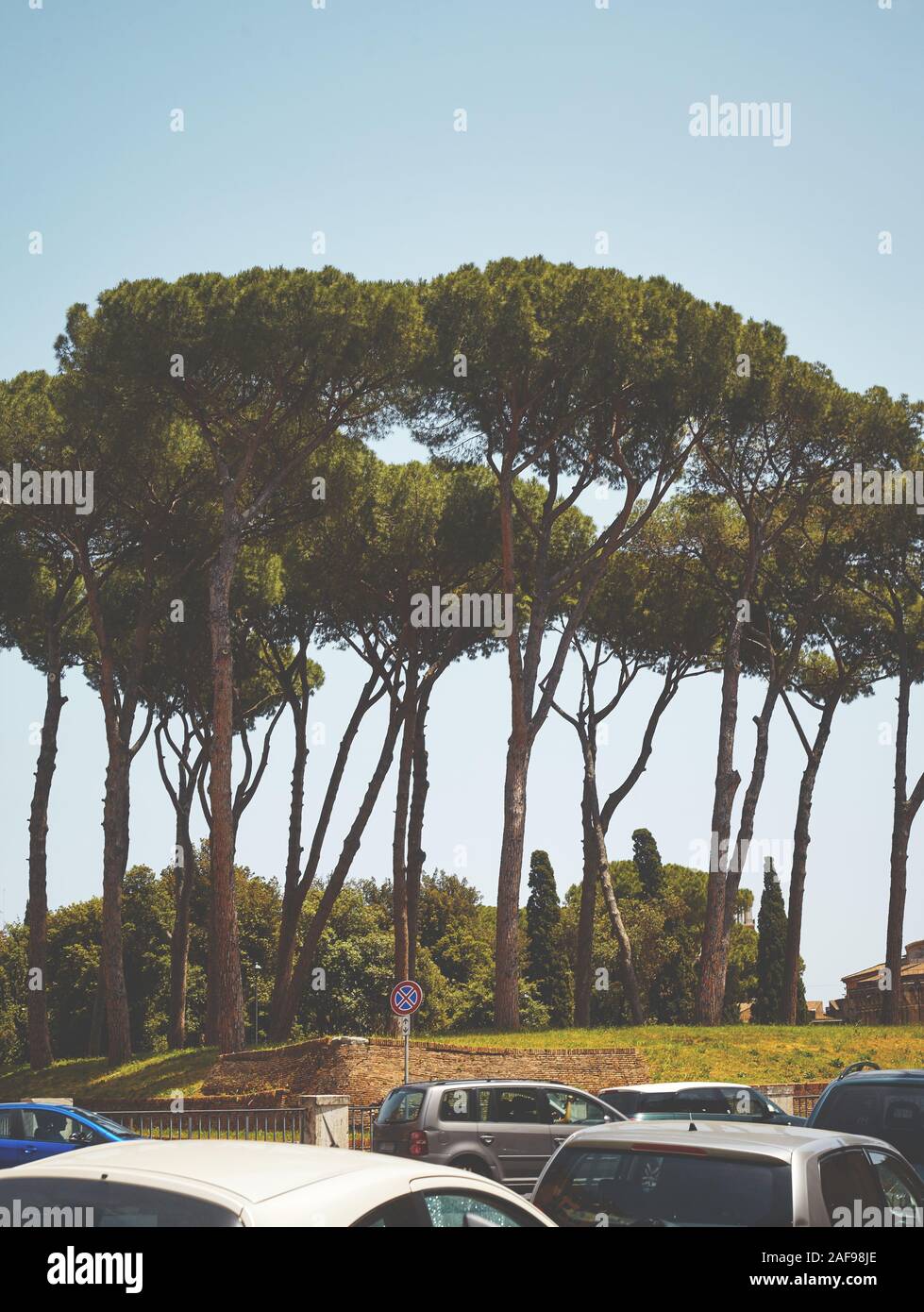Stone pine trees in the background, Rome, Italy Stock Photo - Alamy