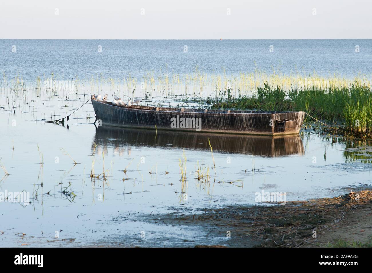 Curonian lagoon bird hi-res stock photography and images - Alamy