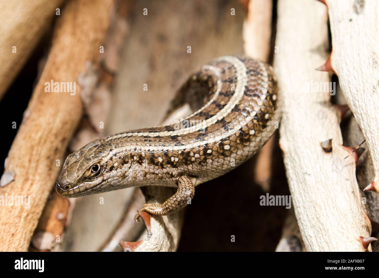 Cape skink hi-res stock photography and images - Alamy