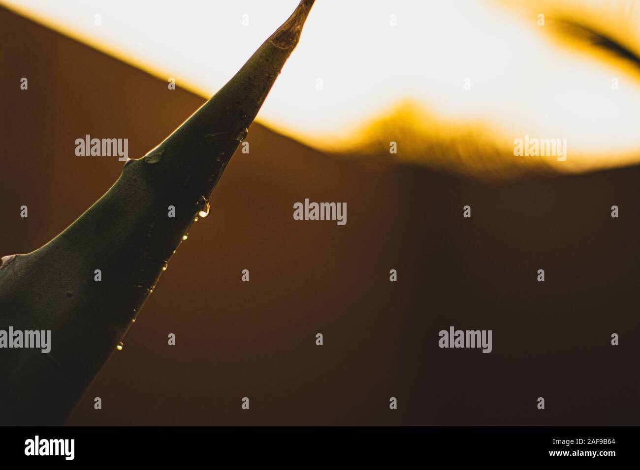 The Sun and Golden Agave Glow Stock Photo - Alamy