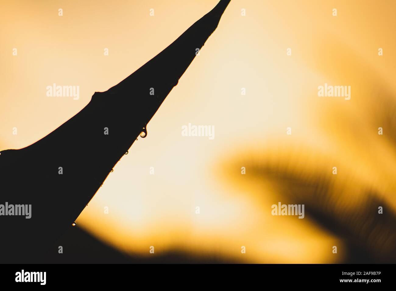 The Sun and Golden Agave Glow Stock Photo - Alamy