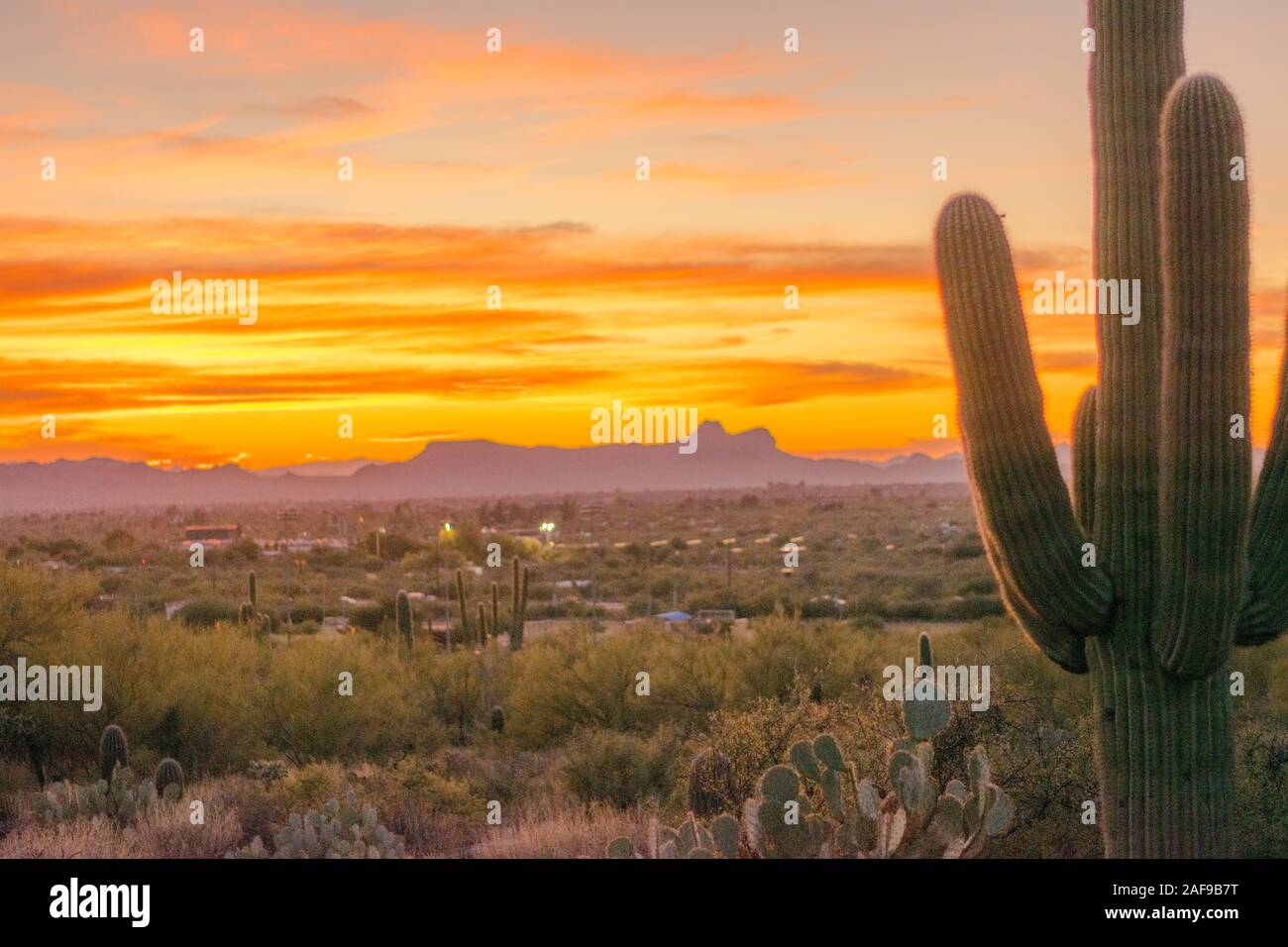 The Sun and Golden Agave Glow Stock Photo - Alamy