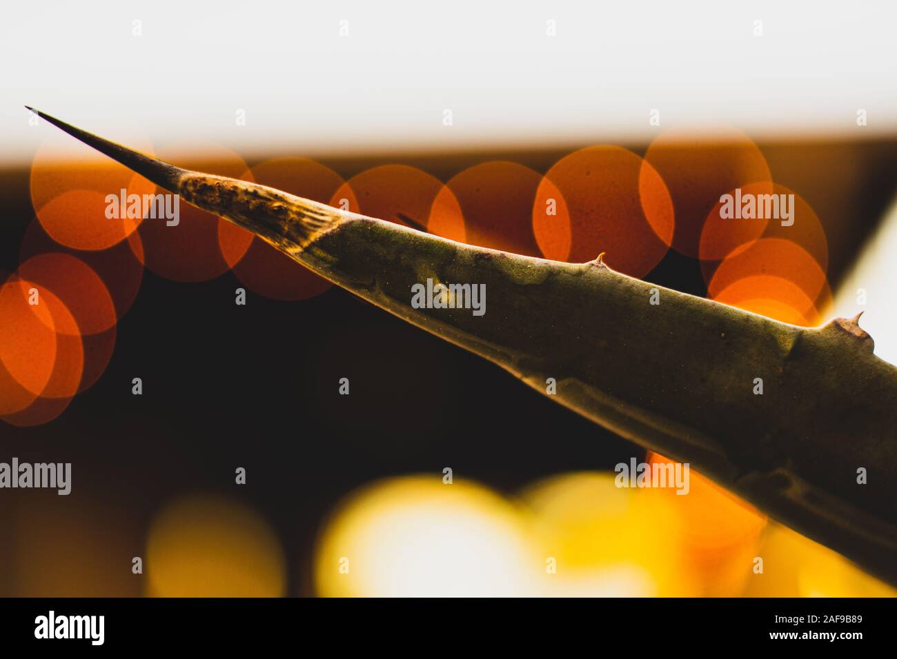 agave plant with lights Stock Photo - Alamy
