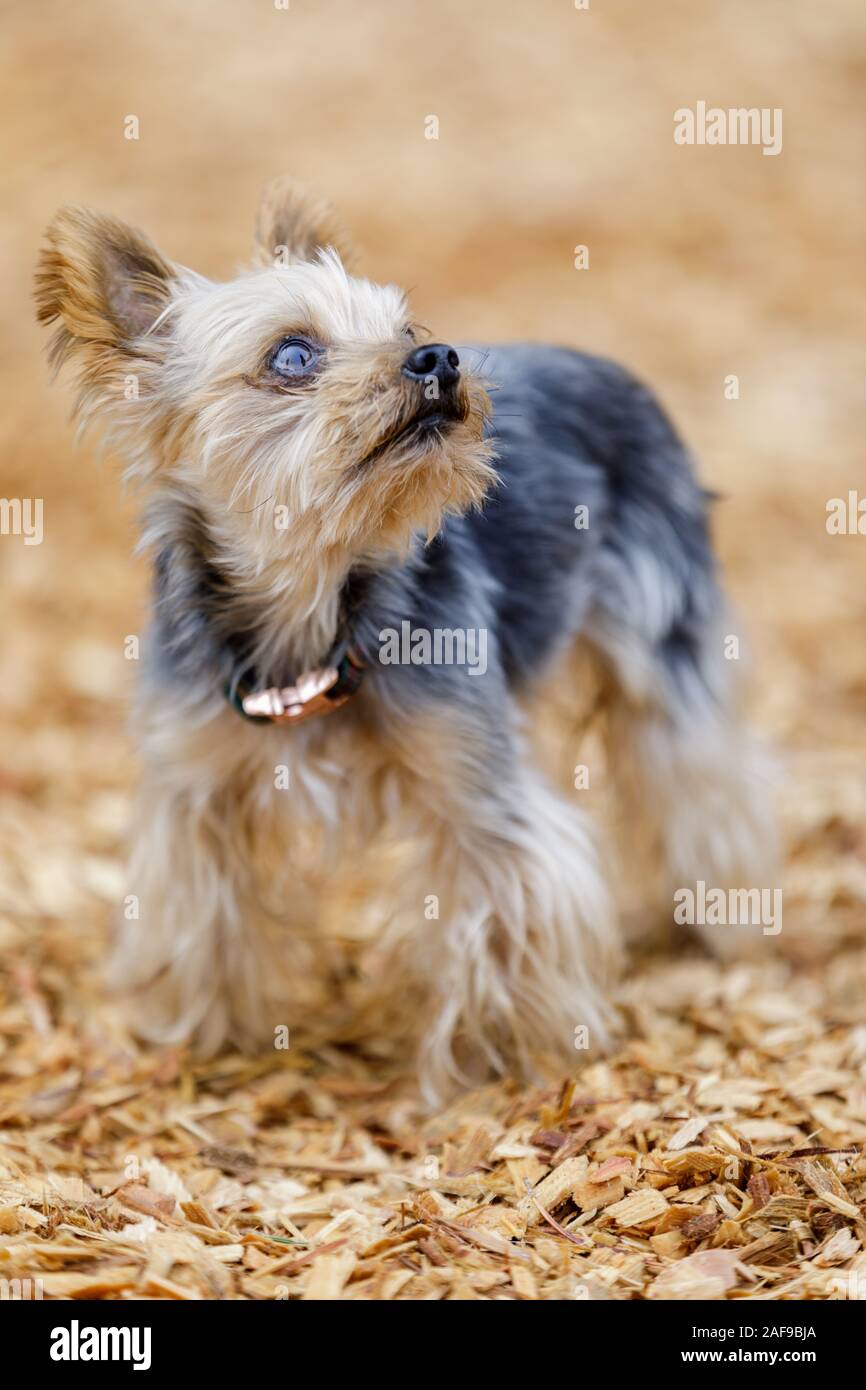 Yorkshire Terrier looking up Stock Photo - Alamy