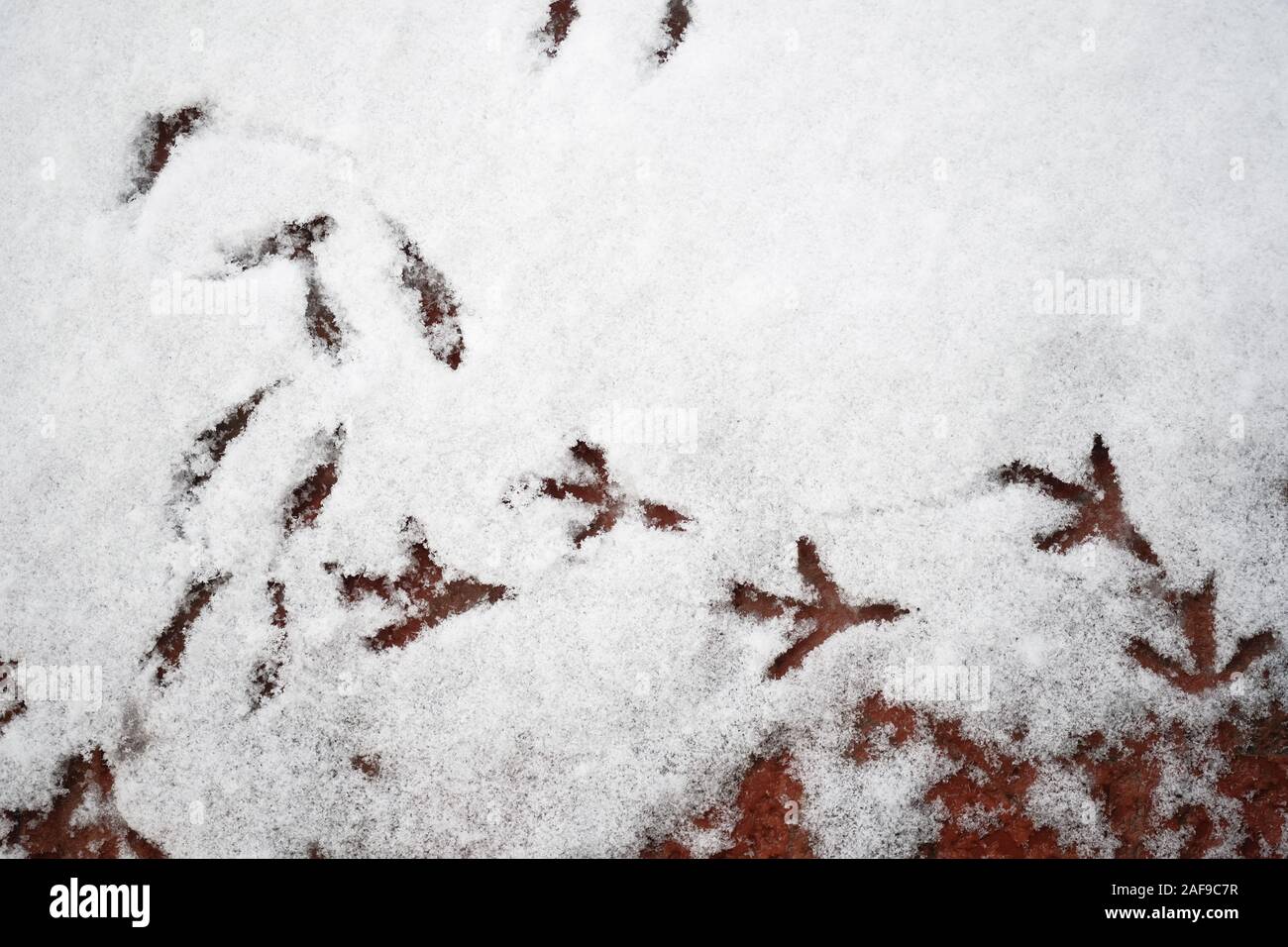 Bird tracks in the snow top view. Birds walked on the white snow Stock ...