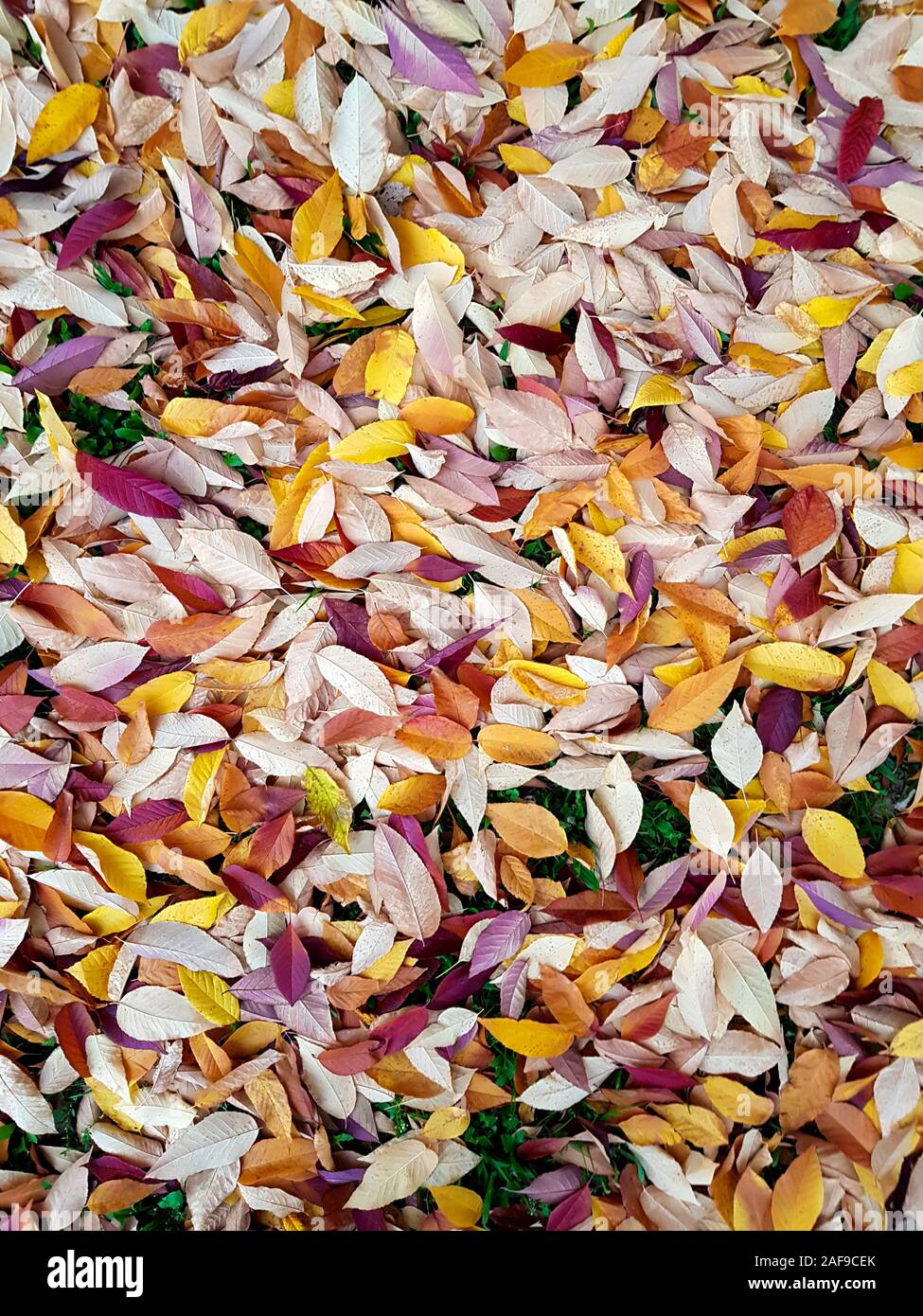 yellow fallen leaves on the ground. leaves in late autumn, yellow-red ...