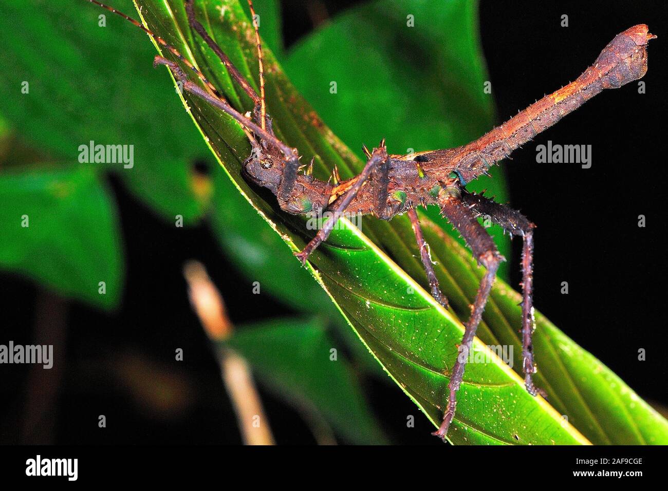 Borneo Rainforest Insect High Resolution Stock Photography and Images ...