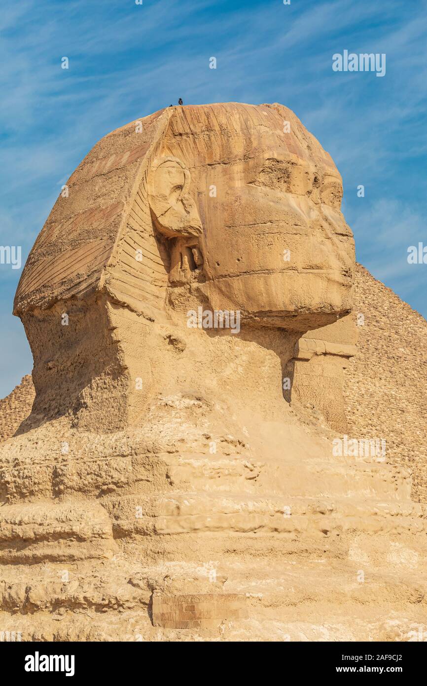 Africa, Egypt, Cairo. Giza plateau. Great Sphinx of Giza in front of ...