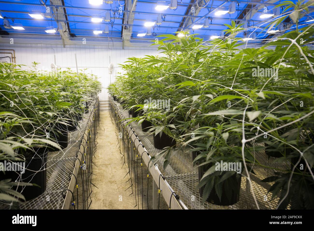 Commercial cannabis cultivation facility, Illinois, USA Stock Photo - Alamy