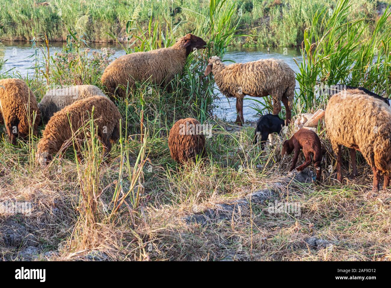 Africa, Egypt, Alexandia. Sheep grazing in rural area of the Nile River ...