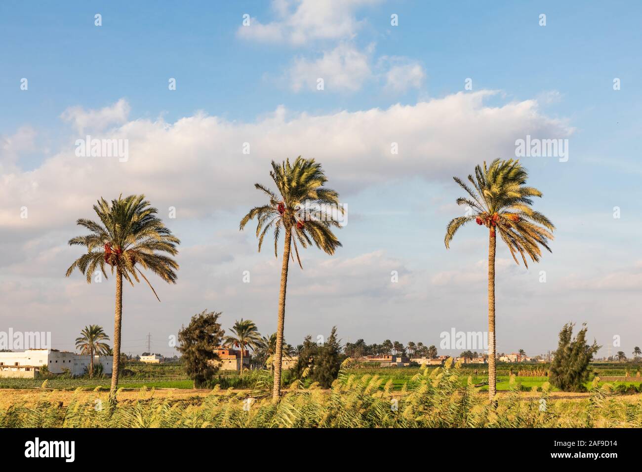 Africa, Egypt, Alexandia. Palm trees in the countryside of the Nile ...