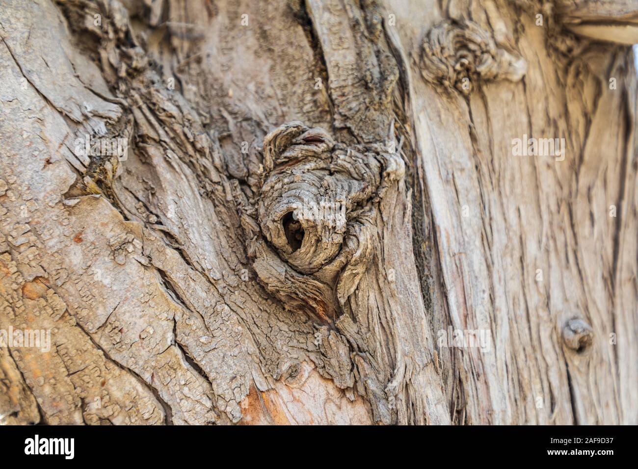 Africa, Egypt, Alexandia. Knot in tree in Alexandria Stock Photo - Alamy