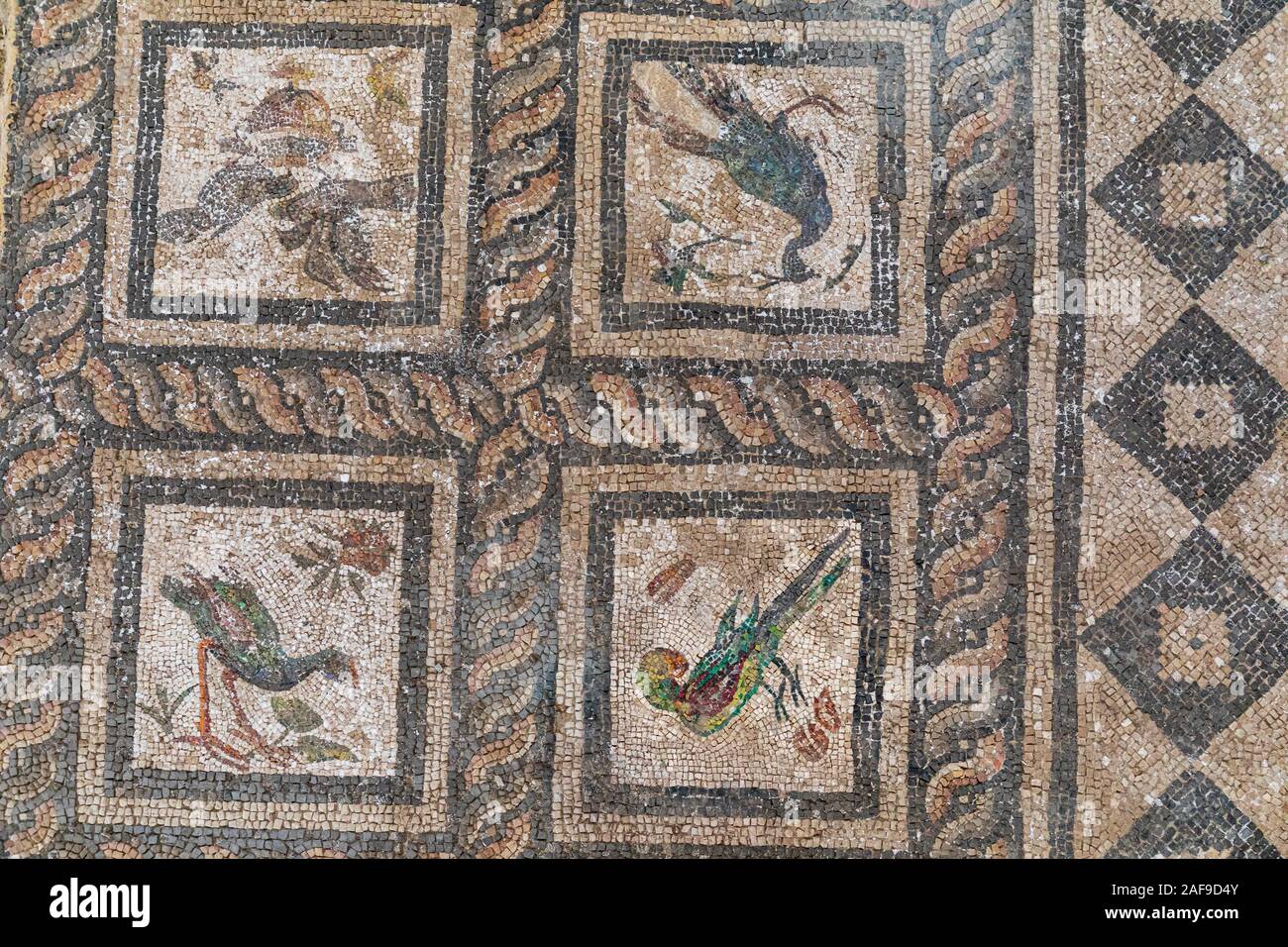 Africa, Egypt, Alexandria. Mosaic tile flooring from Villa of the Birds ...