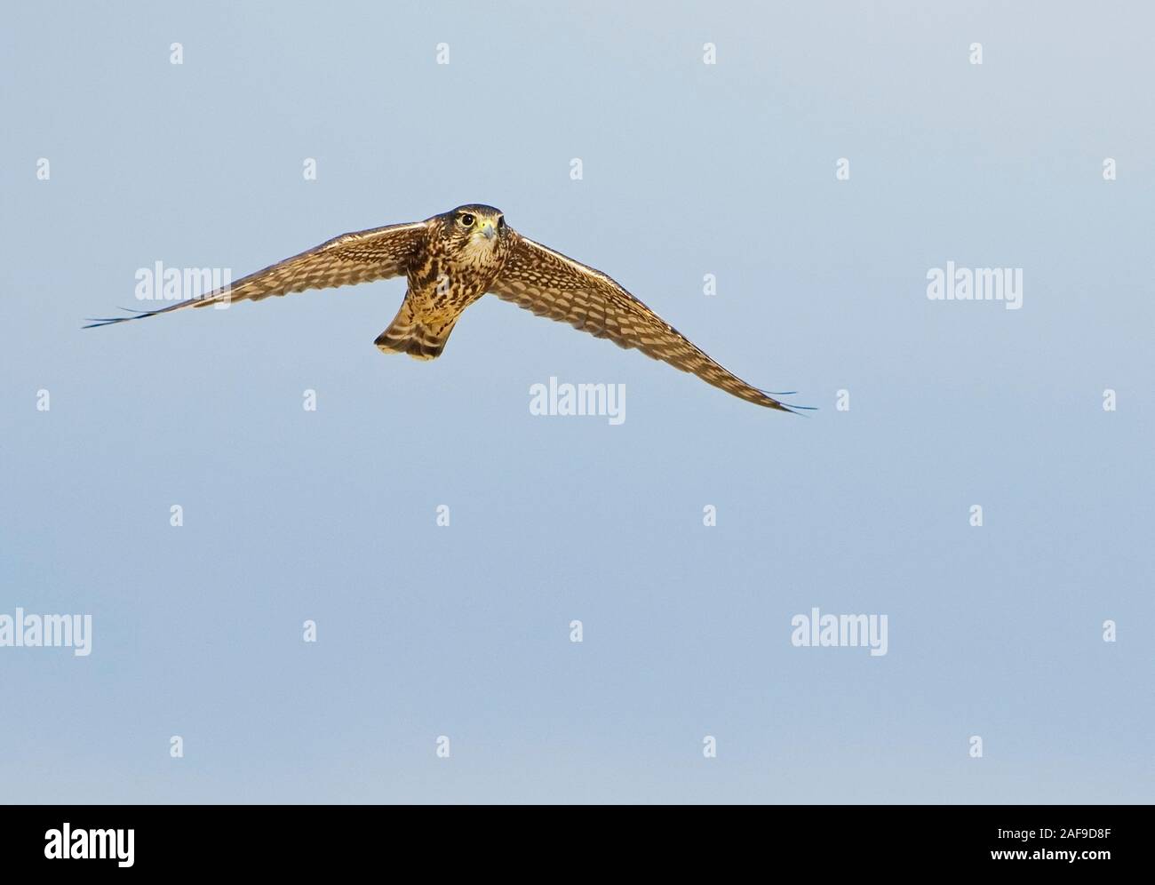 Merlin falcon flight during autumn raptor migration Stock Photo - Alamy