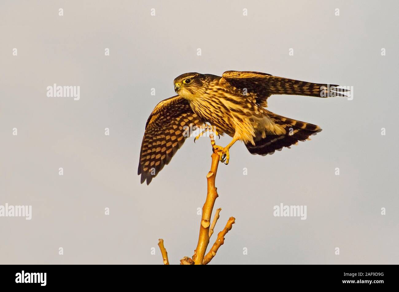 Merlin falcon flight during autumn raptor migration Stock Photo - Alamy