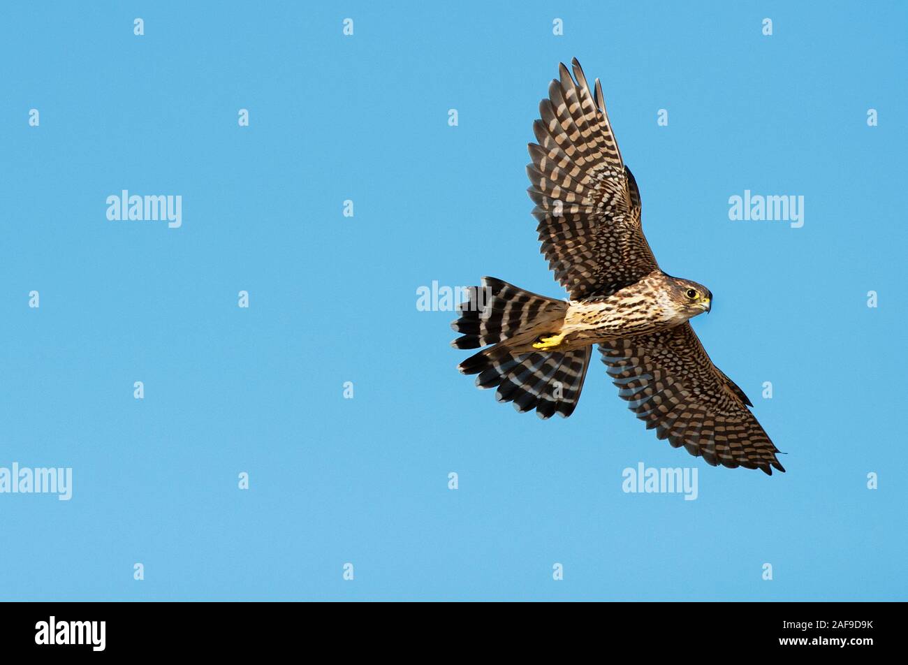 Merlin Falcon In Flight